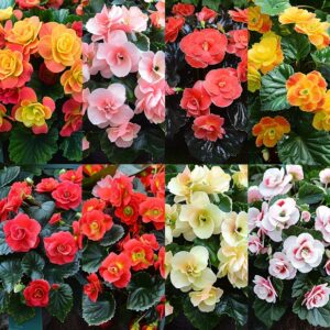A Step-by-Step Guide for Beautiful Begonias - Complete Gardening