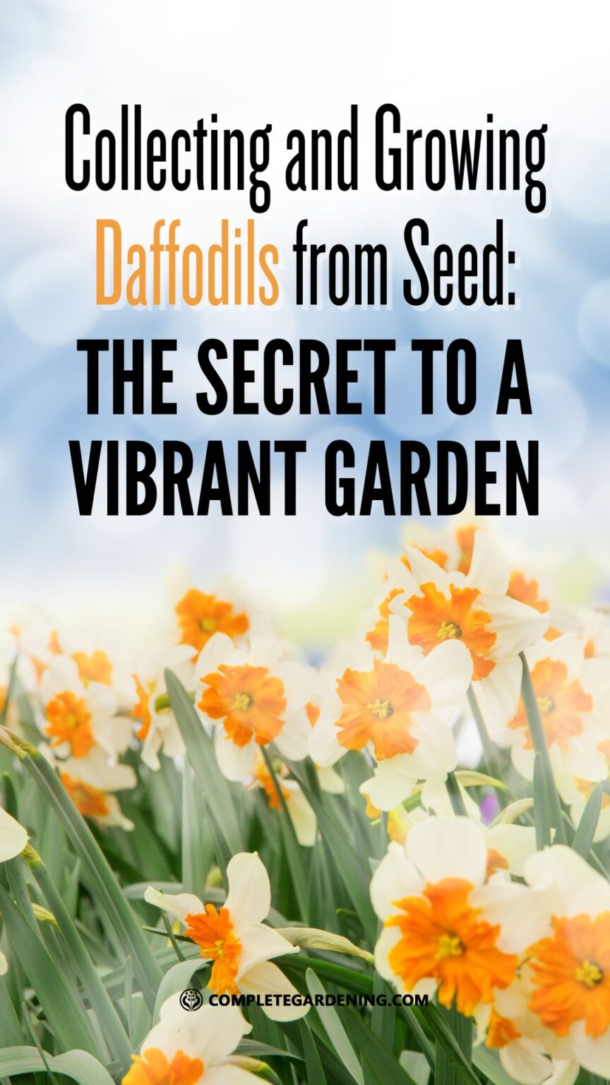 Collecting and Growing Daffodils from Seed: The Secret to a Vibrant ...