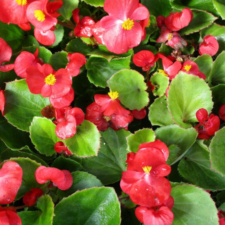 A Step-by-Step Guide for Beautiful Begonias - Complete Gardening