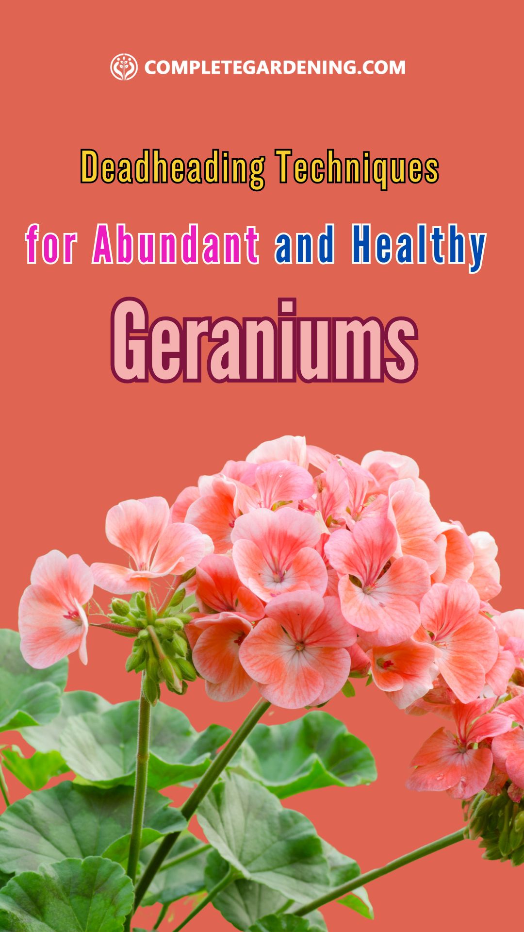 Deadheading Techniques for Abundant and Healthy Geraniums - Complete ...