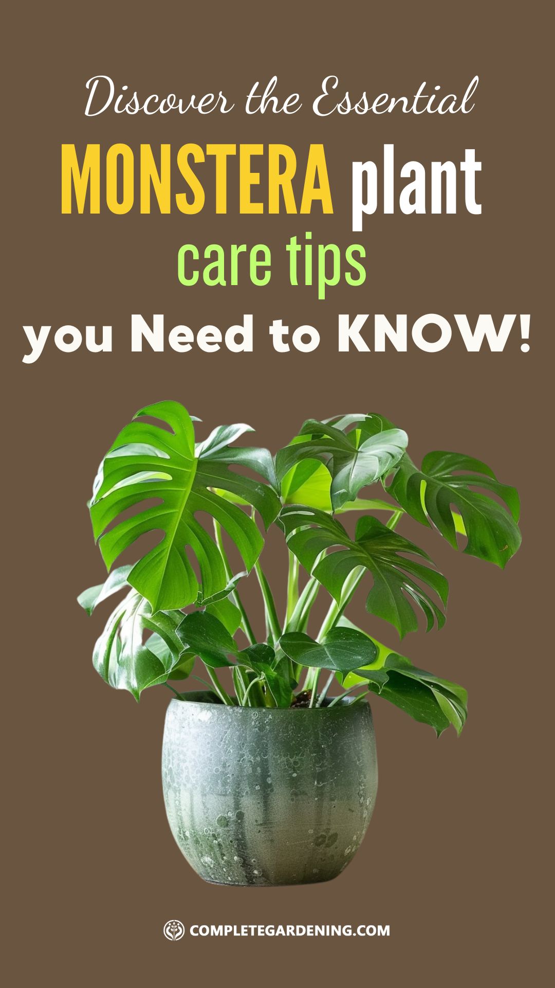 Discover the Essential MONSTERA Plant Care Tips You Need to KNOW ...