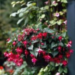 23 Beautiful Shade Flowers for Pots - Complete Gardening