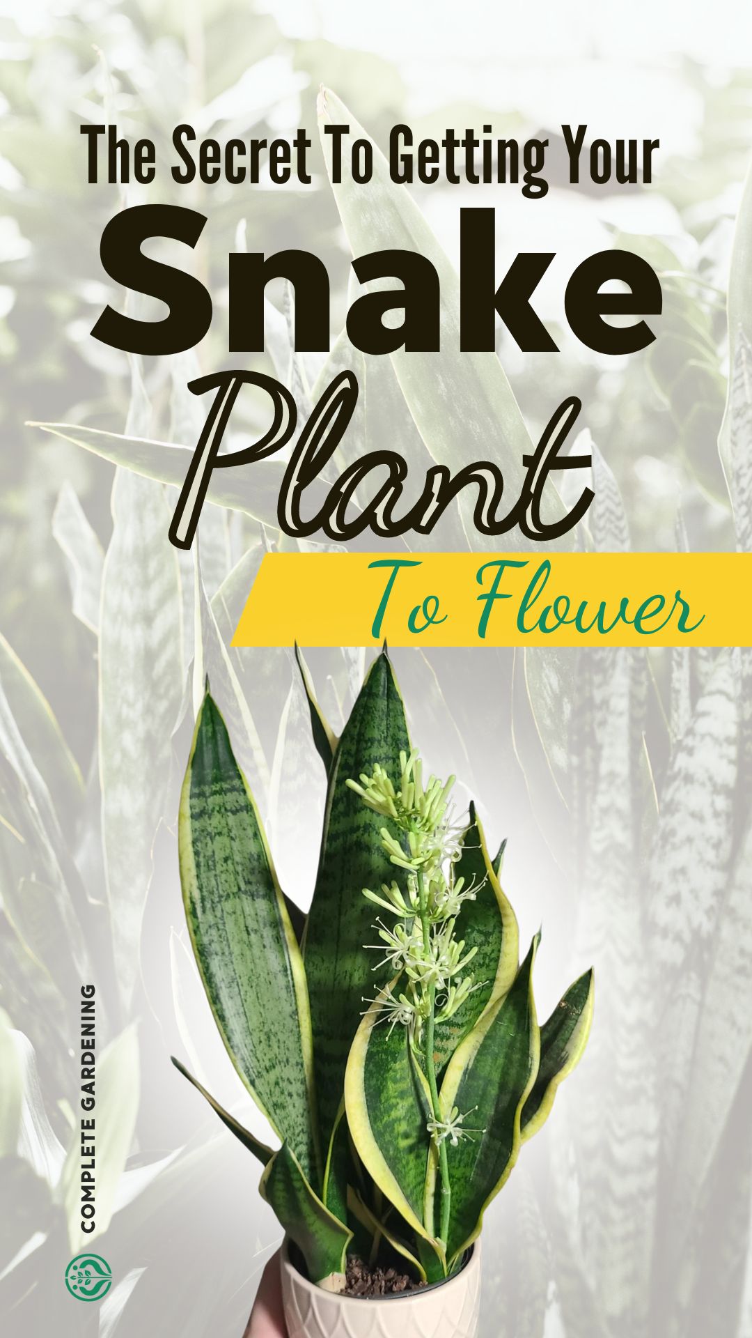 The Secret To Getting Your Snake Plant To Flower - Complete Gardening