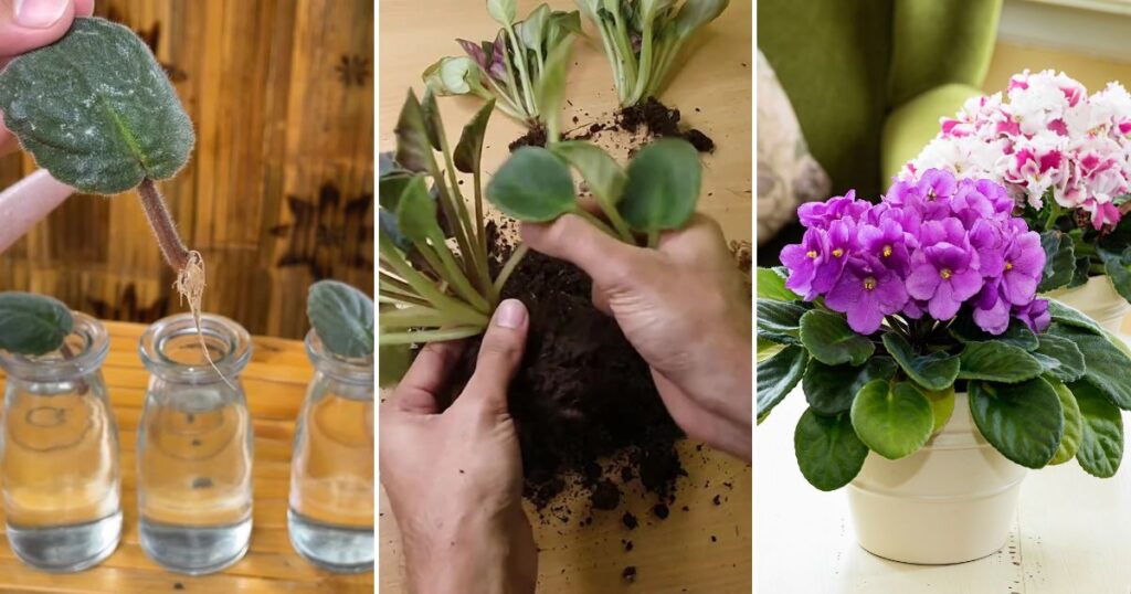 How to Propagate African Violets: Easy Steps for Gorgeous Blooms ...