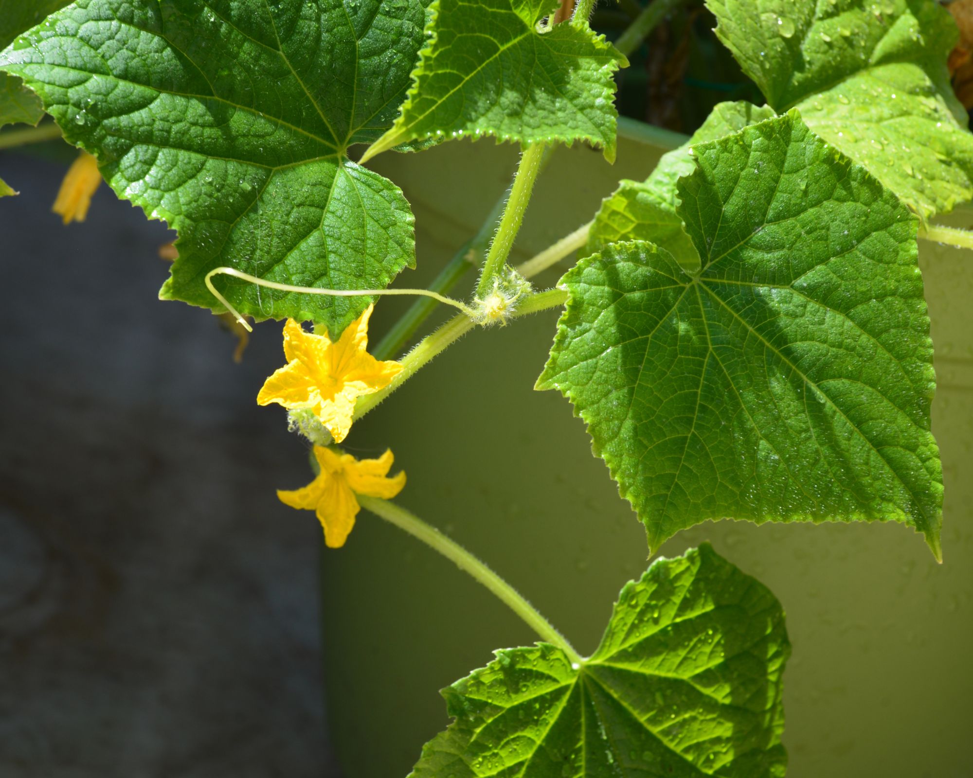 Pruning Cucumbers: Unveil the Secrets to Bigger, Better Harvests ...