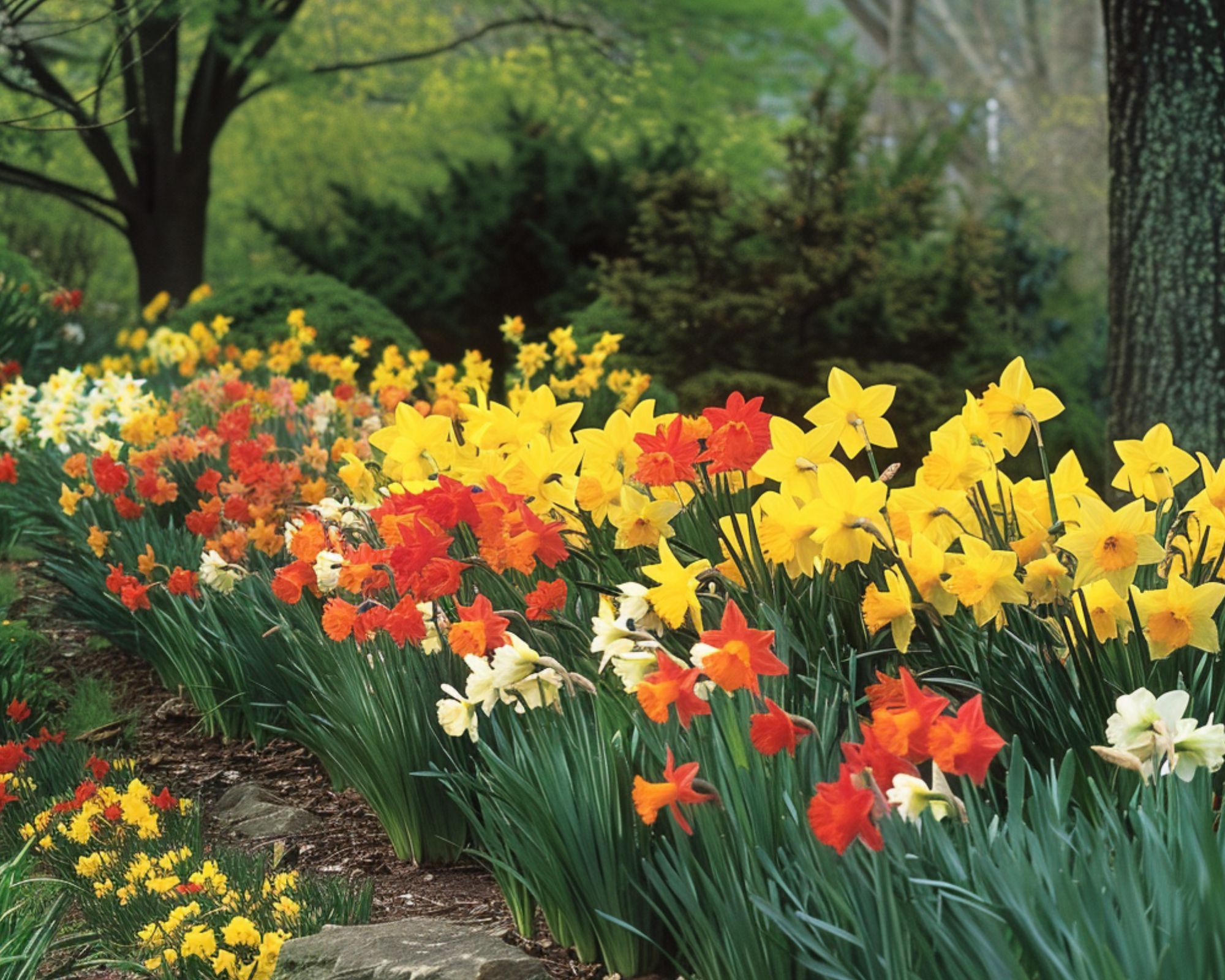 Collecting and Growing Daffodils from Seed: The Secret to a Vibrant ...
