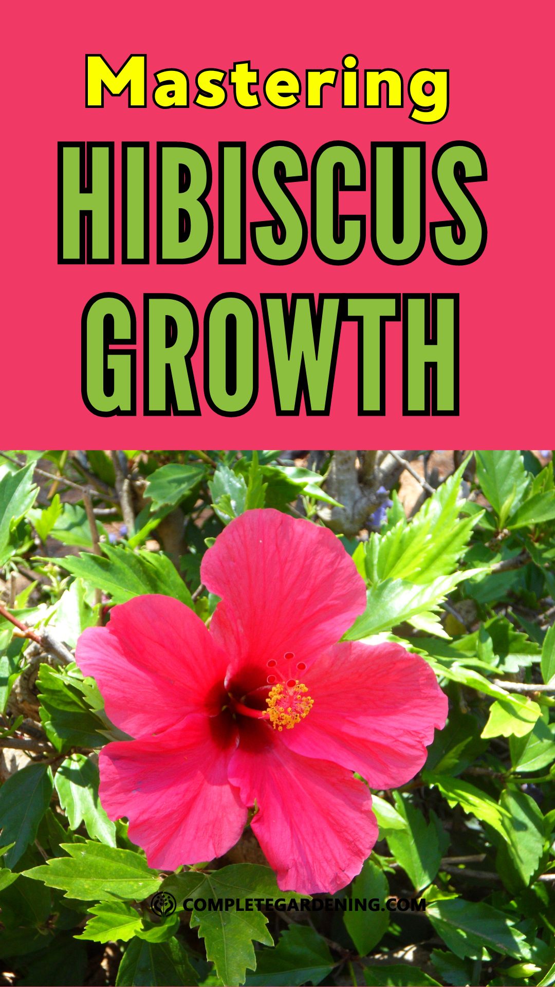 Mastering Hibiscus Growth: What You Need to Know - Complete Gardening