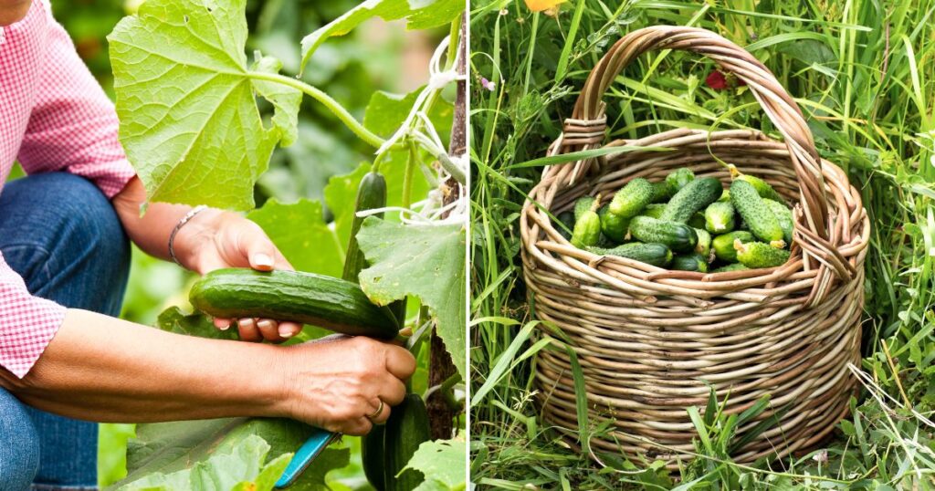 Pruning Cucumbers: Unveil the Secrets to Bigger, Better Harvests ...