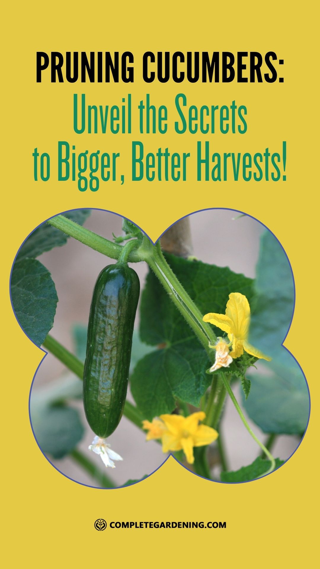 Pruning Cucumbers: Unveil the Secrets to Bigger, Better Harvests ...
