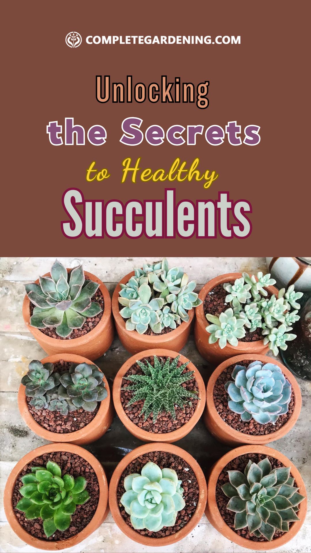 Unlocking the Secrets to Healthy Succulents - Complete Gardening