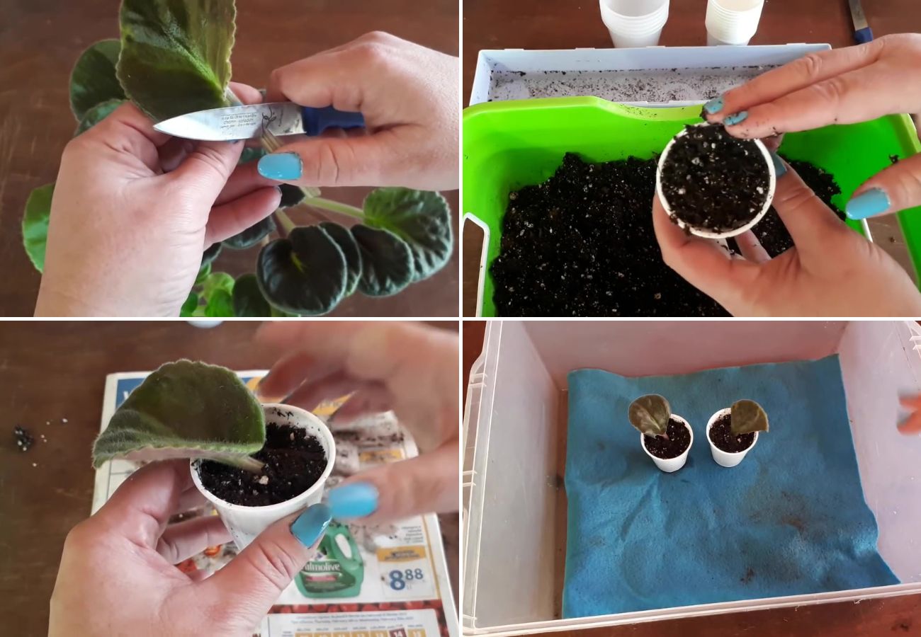 How to Propagate African Violets: Easy Steps for Gorgeous Blooms ...