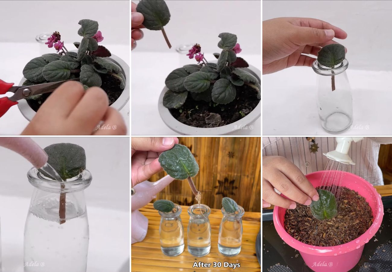 How to Propagate African Violets: Easy Steps for Gorgeous Blooms ...