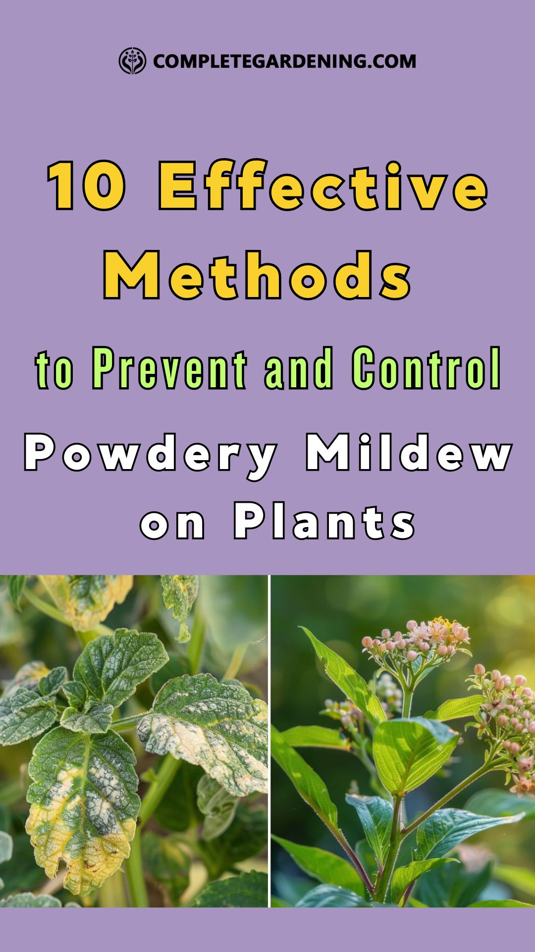 10 Effective Methods to Prevent and Control Powdery Mildew on Plants ...