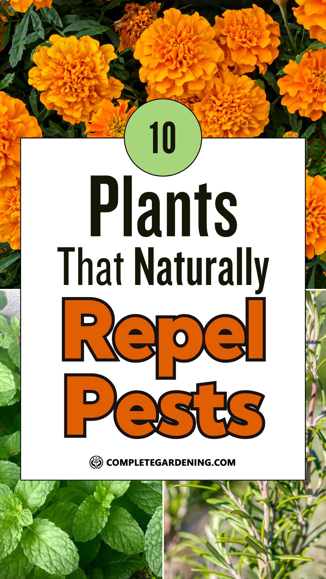 10 Plants That Naturally Repel Pests and How to Use Them Effectively ...