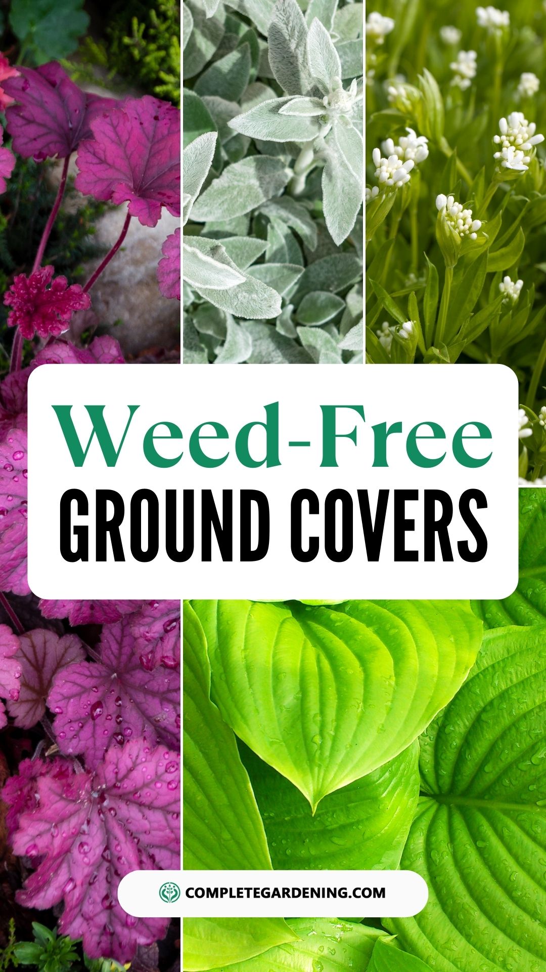 11 Gorgeous Ground Covers for Weed-Free Gardens - Complete Gardening