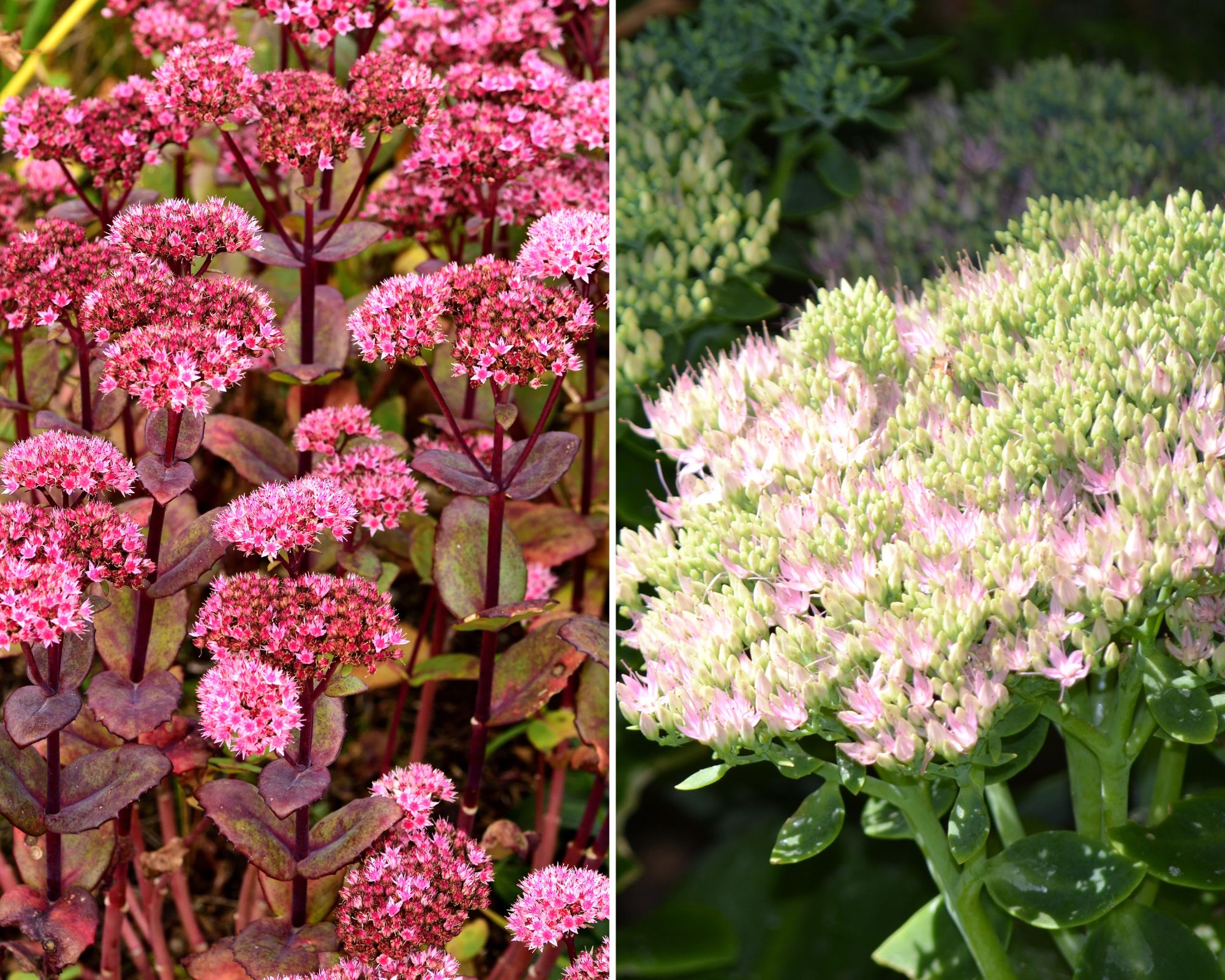11 Gorgeous Ground Covers for Weed-Free Gardens - Complete Gardening