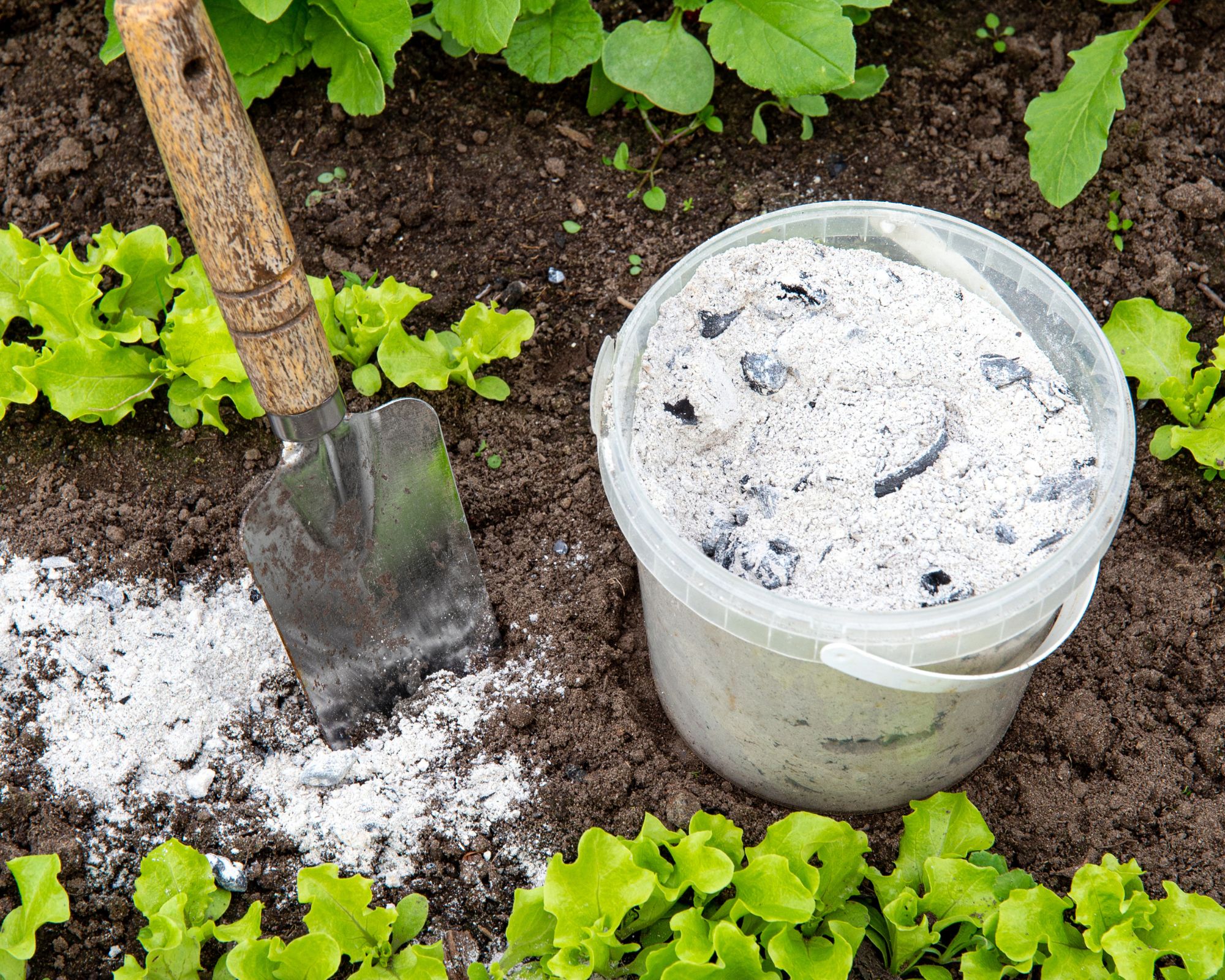 From Kitchen to Garden: 7 Surprising Fertilizers You Already Have ...