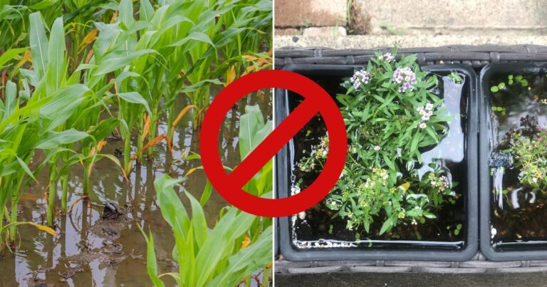 5 Effective Strategies to Improve Drainage in Your Garden Soil ...