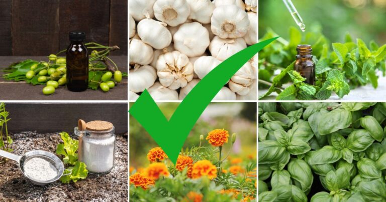 6 Natural Pest Control Methods That Actually Work (Without Harming Your ...