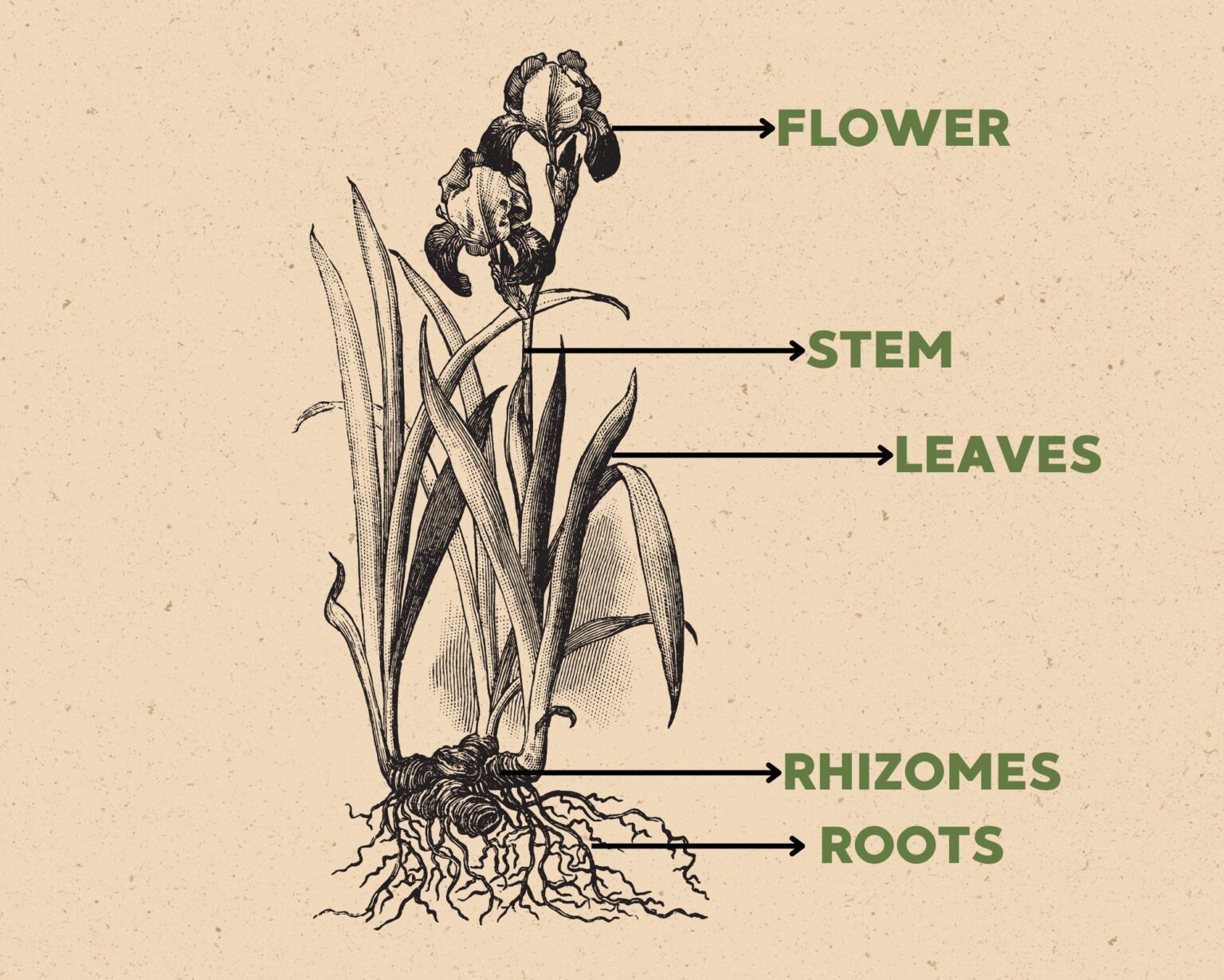 Maximize Iris Blooms: Best Time and Methods for Division - Complete ...