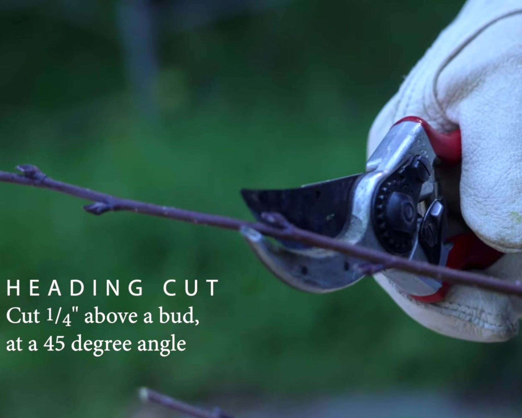 Elevate Your Orchard: The Ultimate Fruit Tree Pruning Guide - Complete Gardening