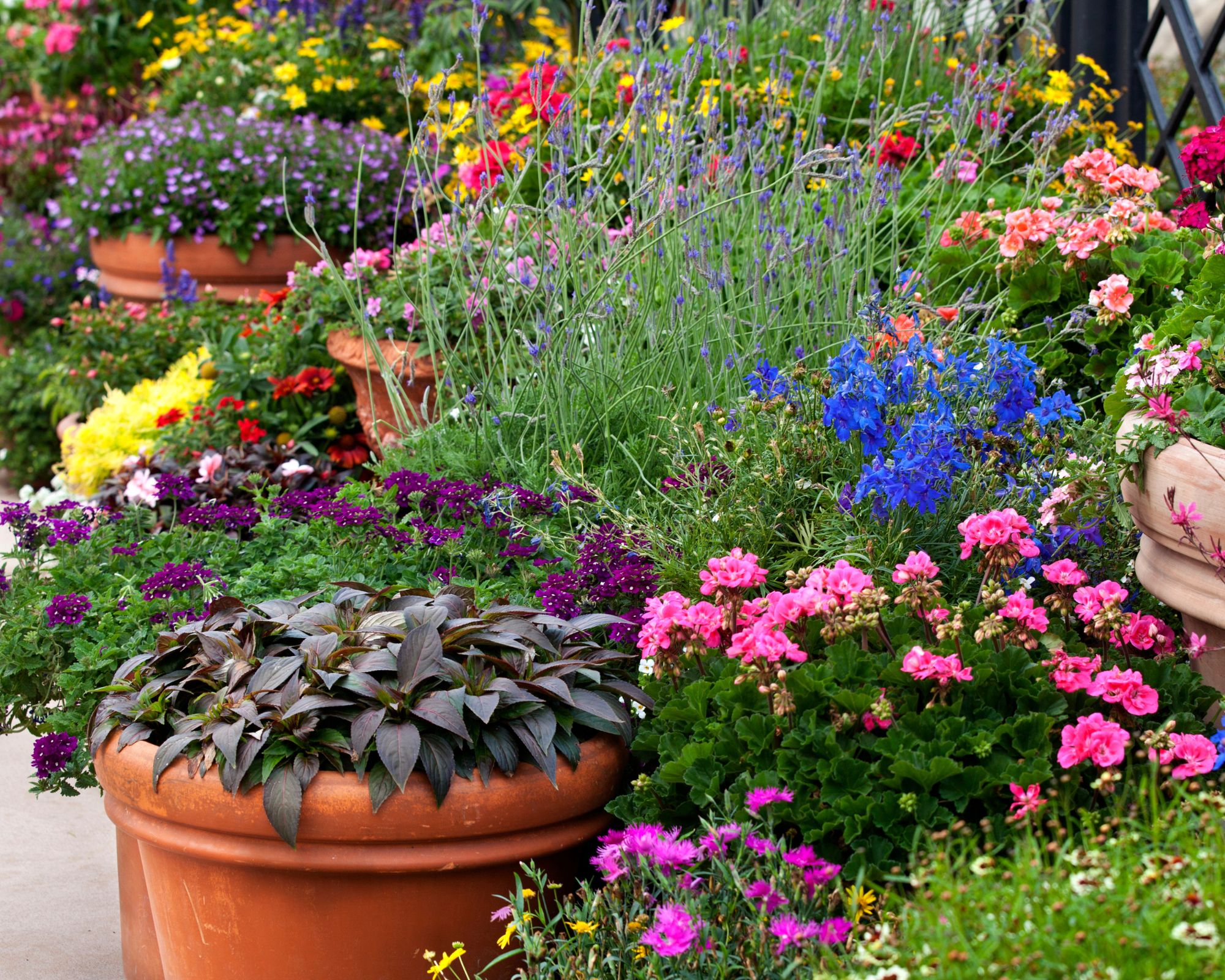 Terracotta Pots: Everything You Need to Know - Complete Gardening