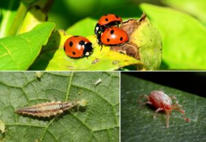 6 Natural Pest Control Methods That Actually Work (Without Harming Your ...