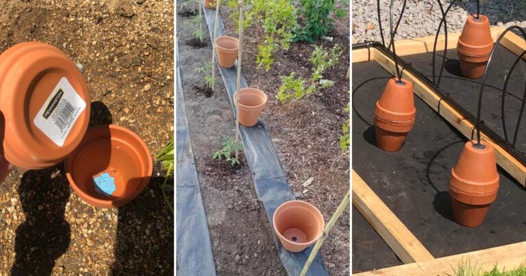 DIY Olla: Simplify Your Garden Watering - Complete Gardening