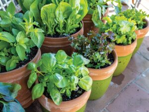 25 Unique Container Gardening Ideas for Small Patios and Balconies ...