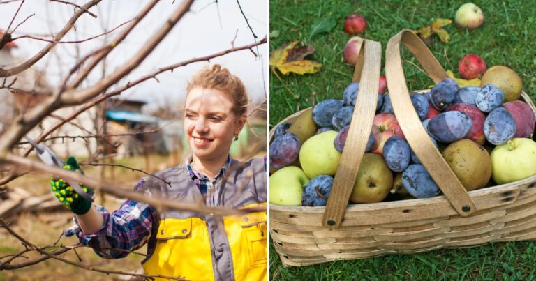 Elevate Your Orchard: The Ultimate Fruit Tree Pruning Guide - Complete Gardening
