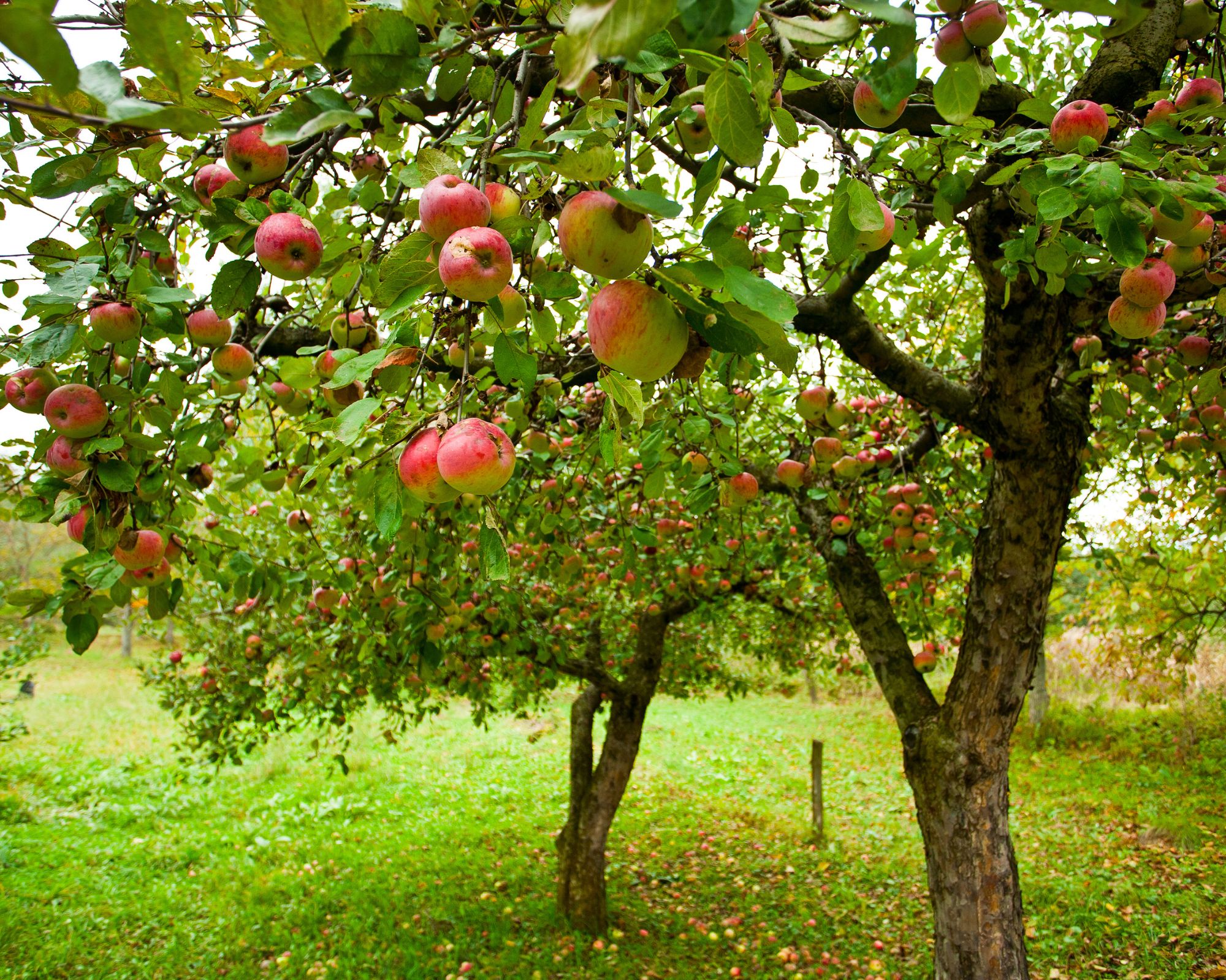 Elevate Your Orchard: The Ultimate Fruit Tree Pruning Guide - Complete Gardening