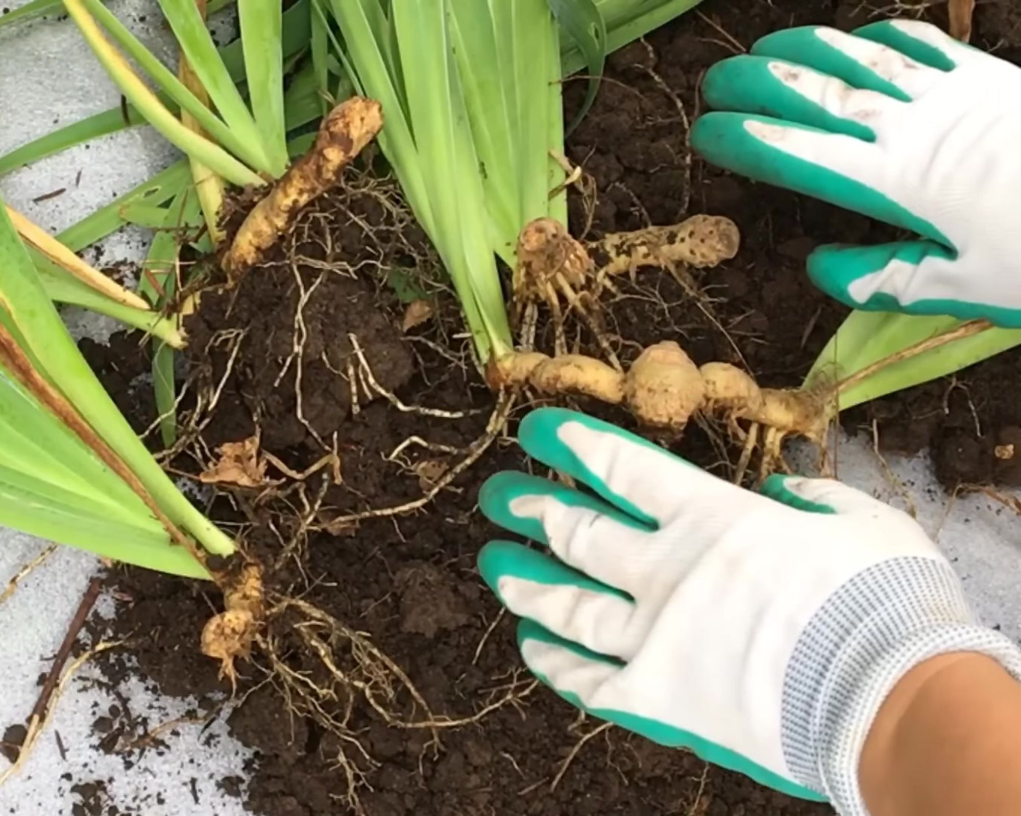 Maximize Iris Blooms: Best Time and Methods for Division - Complete ...