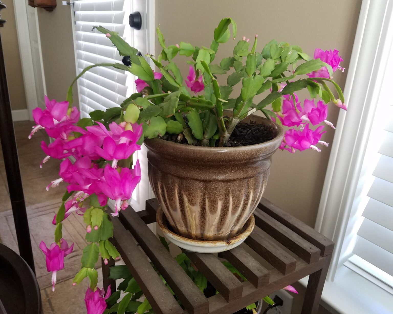 The Ideal Soil Mix for Christmas Cacti: A Gardener's Guide - Complete ...