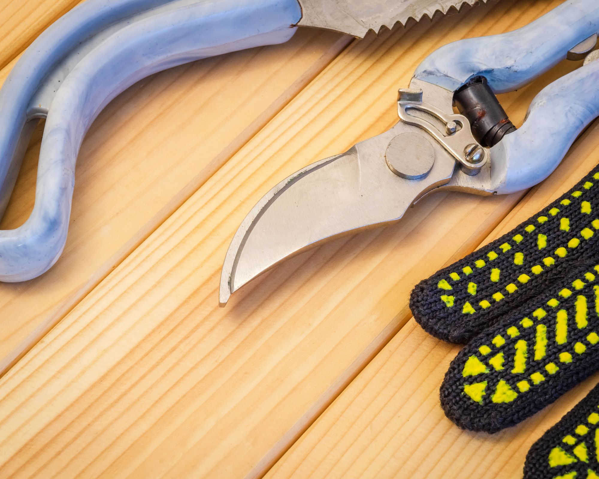 Elevate Your Orchard: The Ultimate Fruit Tree Pruning Guide - Complete Gardening