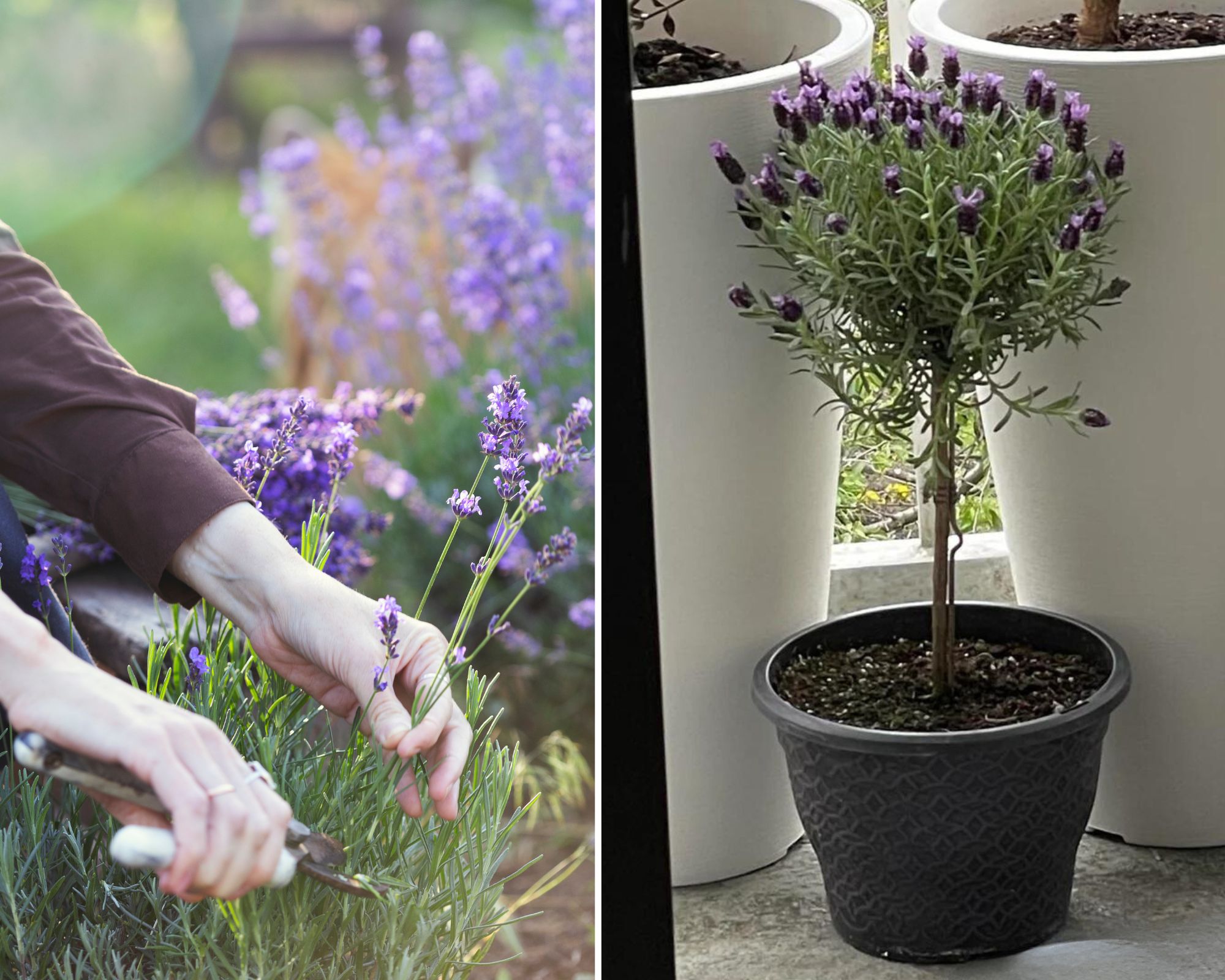 How to Care for a Lavender Tree: Transform Your Garden with These Easy ...