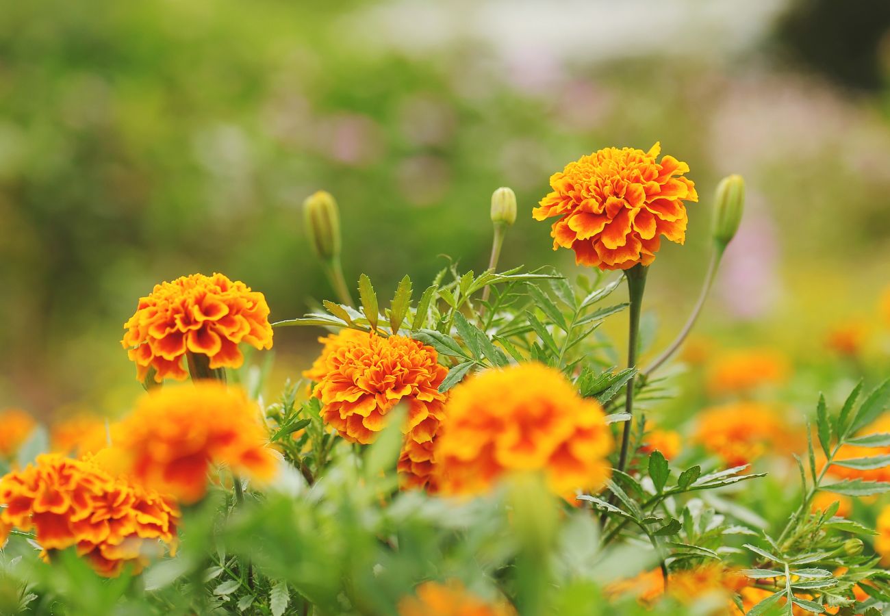 6 Natural Pest Control Methods That Actually Work (Without Harming Your ...