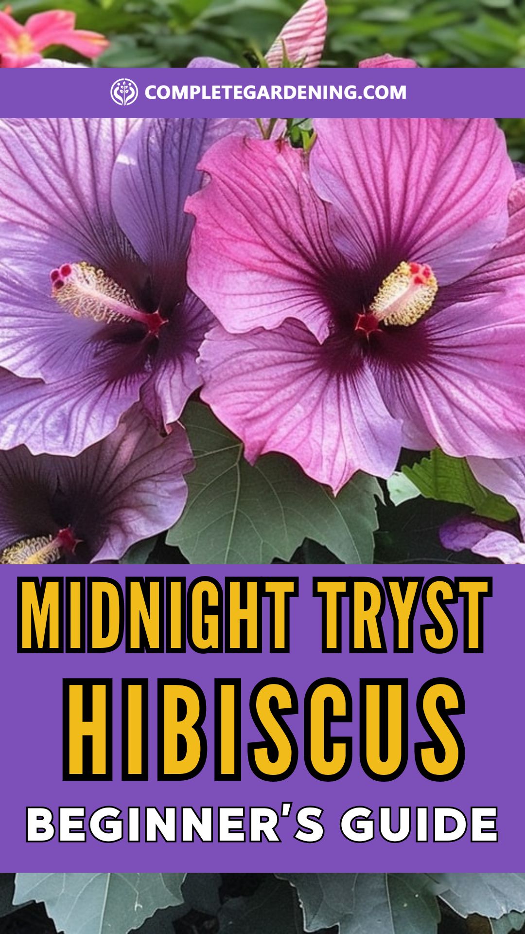 Midnight Tryst Hibiscus: Beginner’s Guide to Stunning Garden Results ...