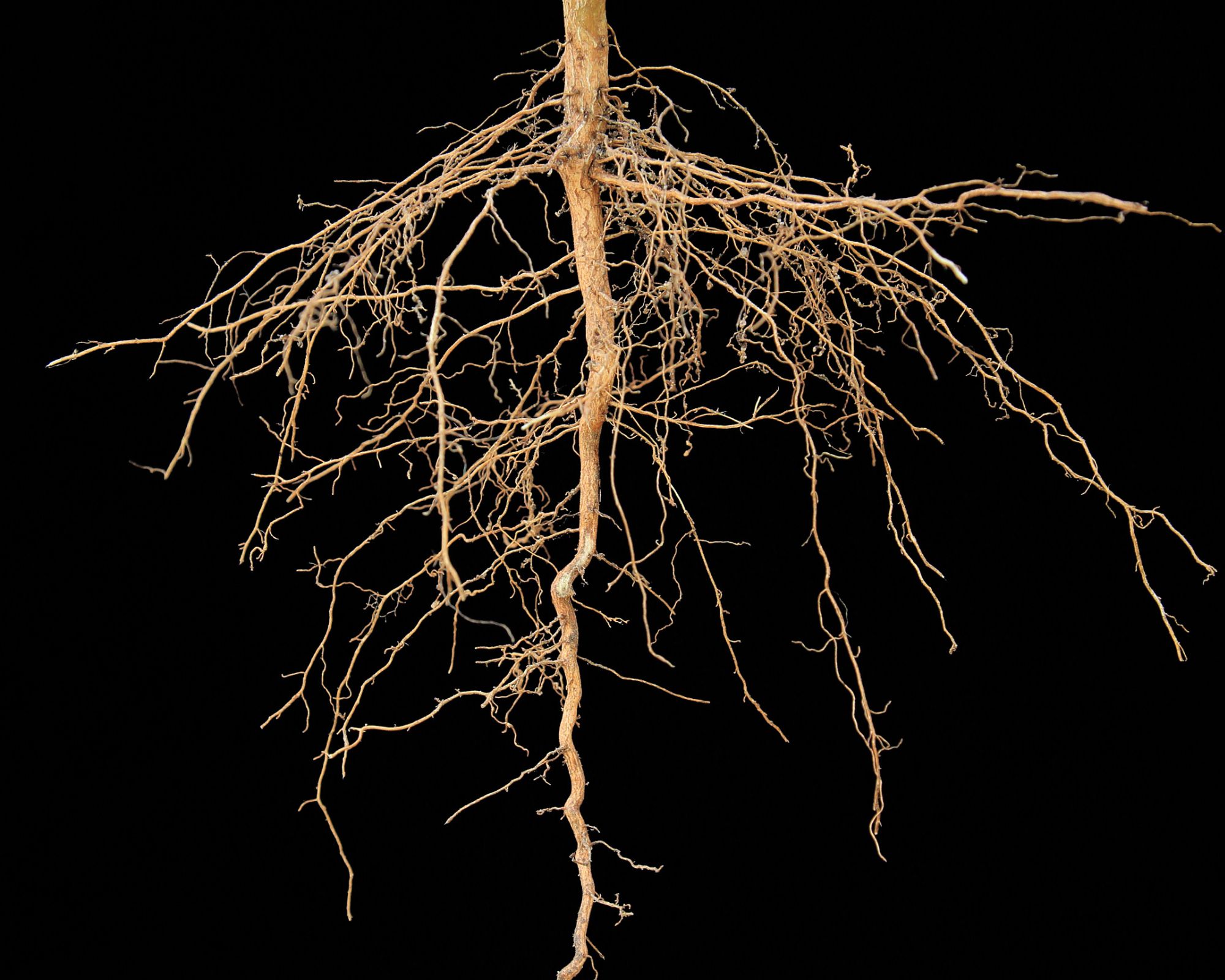 Elevate Your Orchard: The Ultimate Fruit Tree Pruning Guide - Complete Gardening