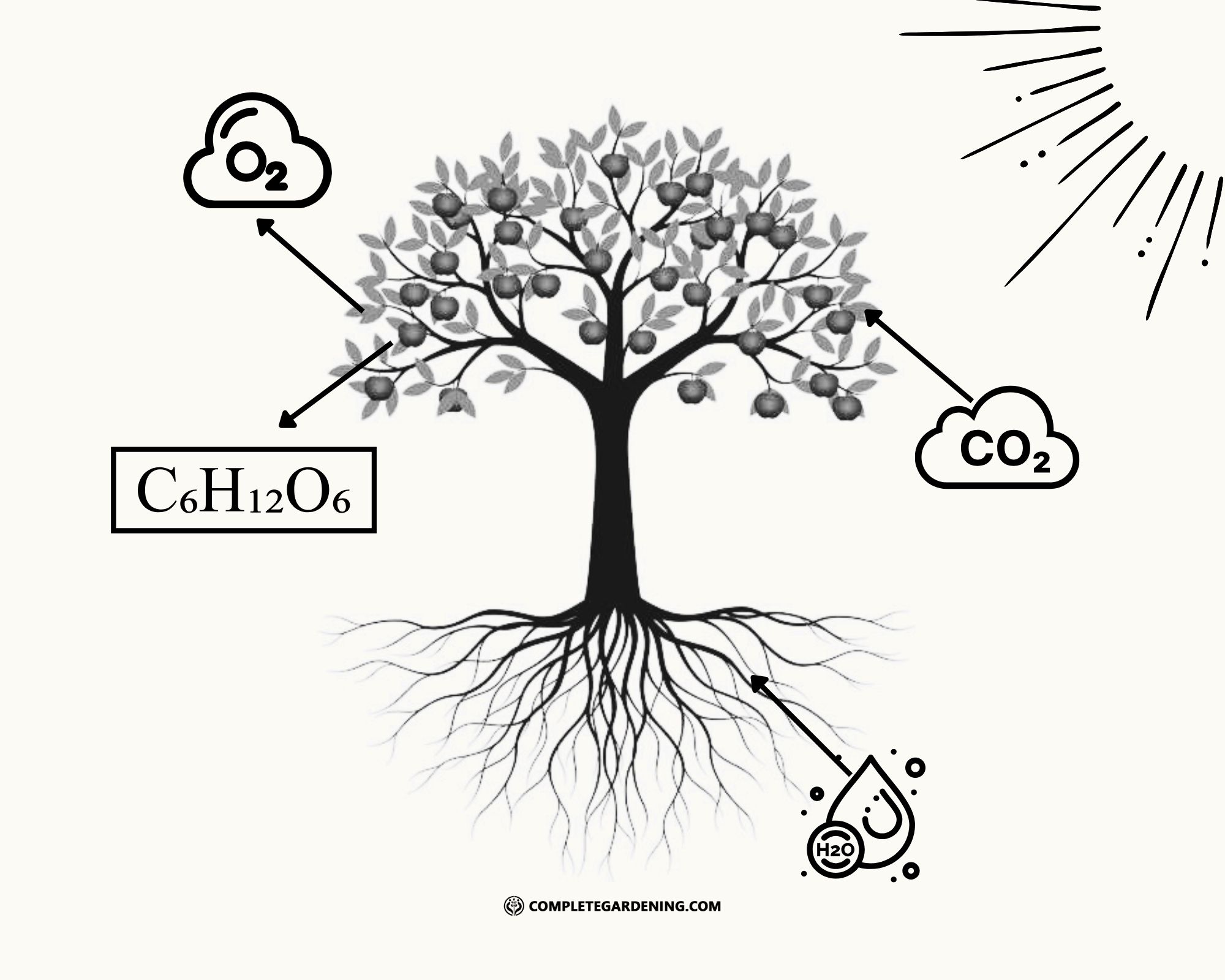 Elevate Your Orchard: The Ultimate Fruit Tree Pruning Guide - Complete ...