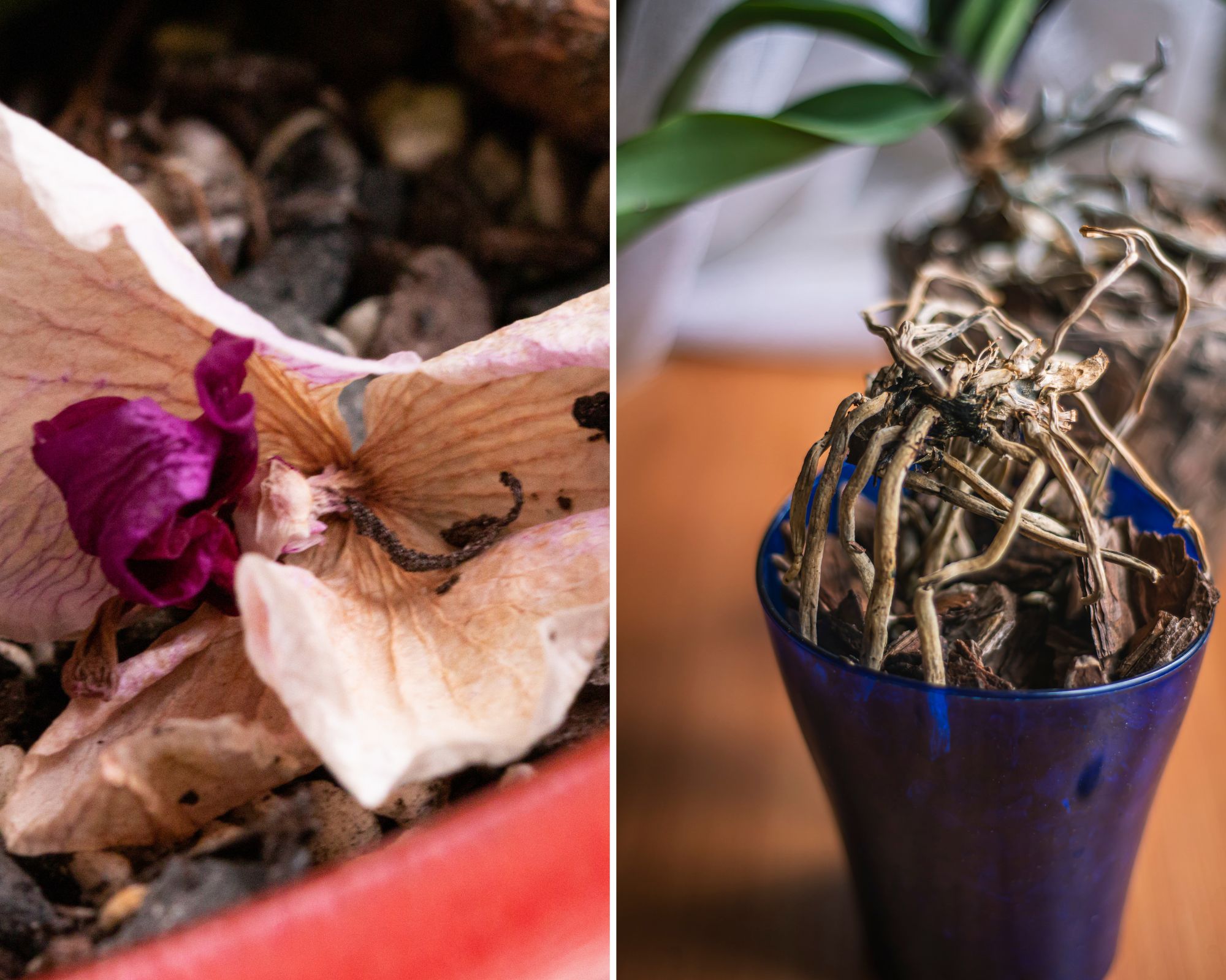 The Right Way to Water Orchids: Avoid Common Mistakes! - Complete Gardening