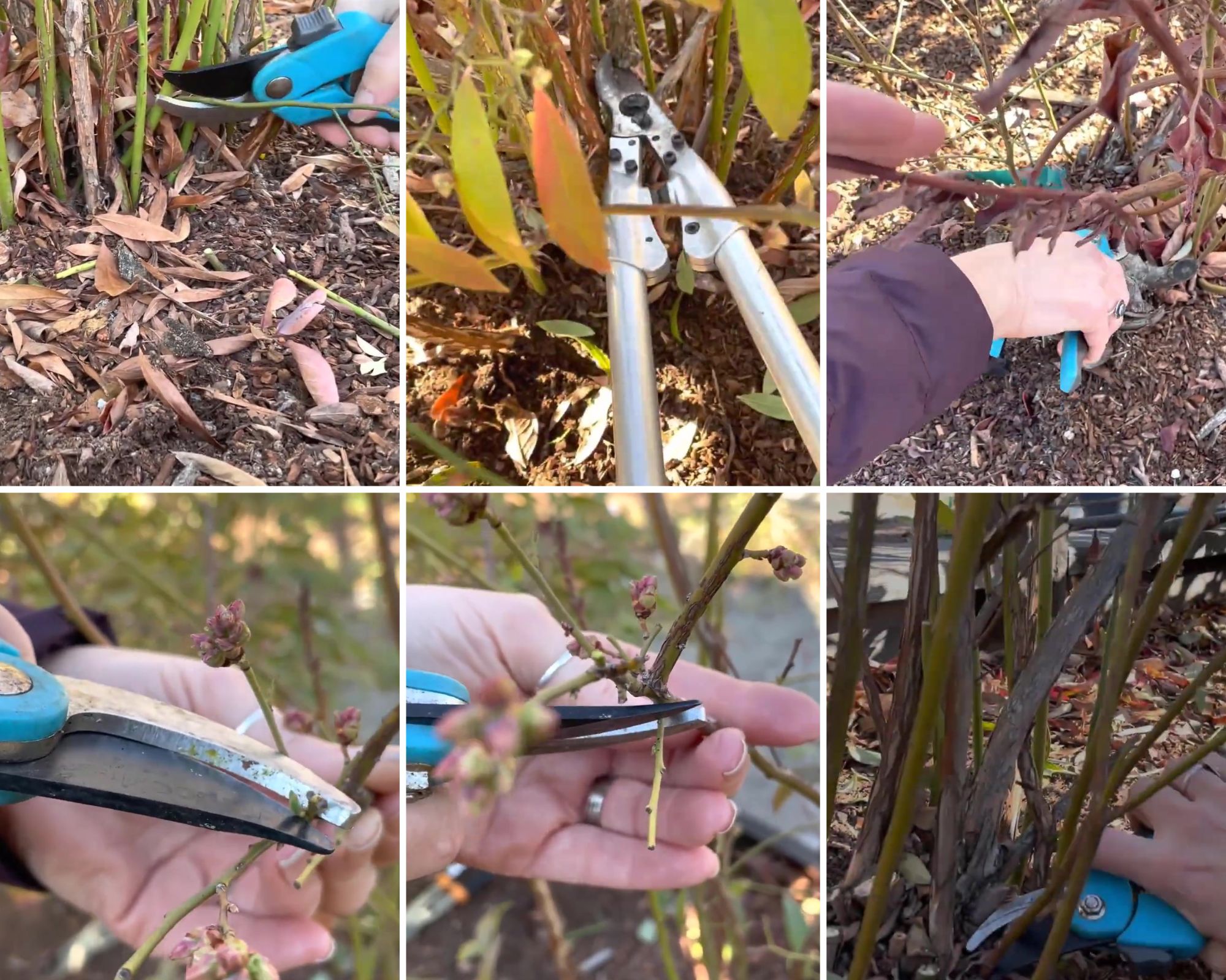 Blueberry Bush Pruning: Unlocking an Abundant Harvest - Complete Gardening