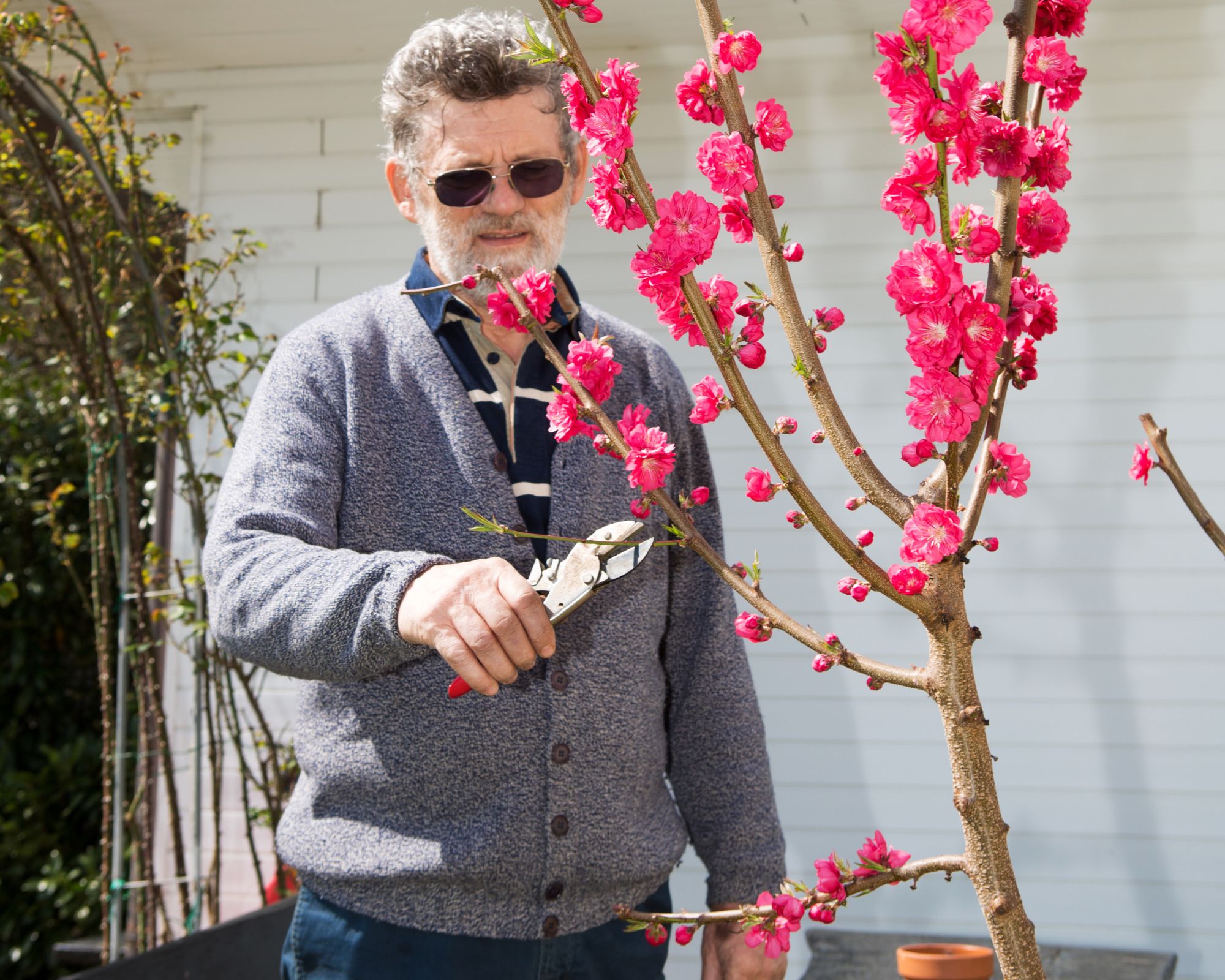 Elevate Your Orchard: The Ultimate Fruit Tree Pruning Guide - Complete ...