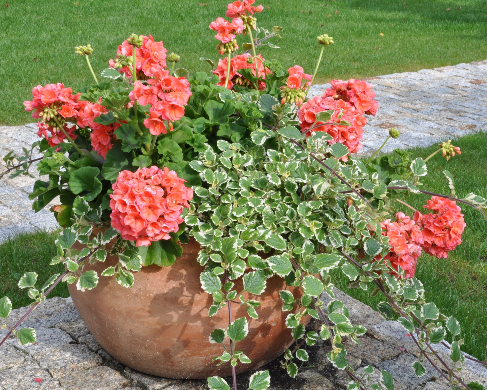 Terracotta Pots: Everything You Need to Know - Complete Gardening