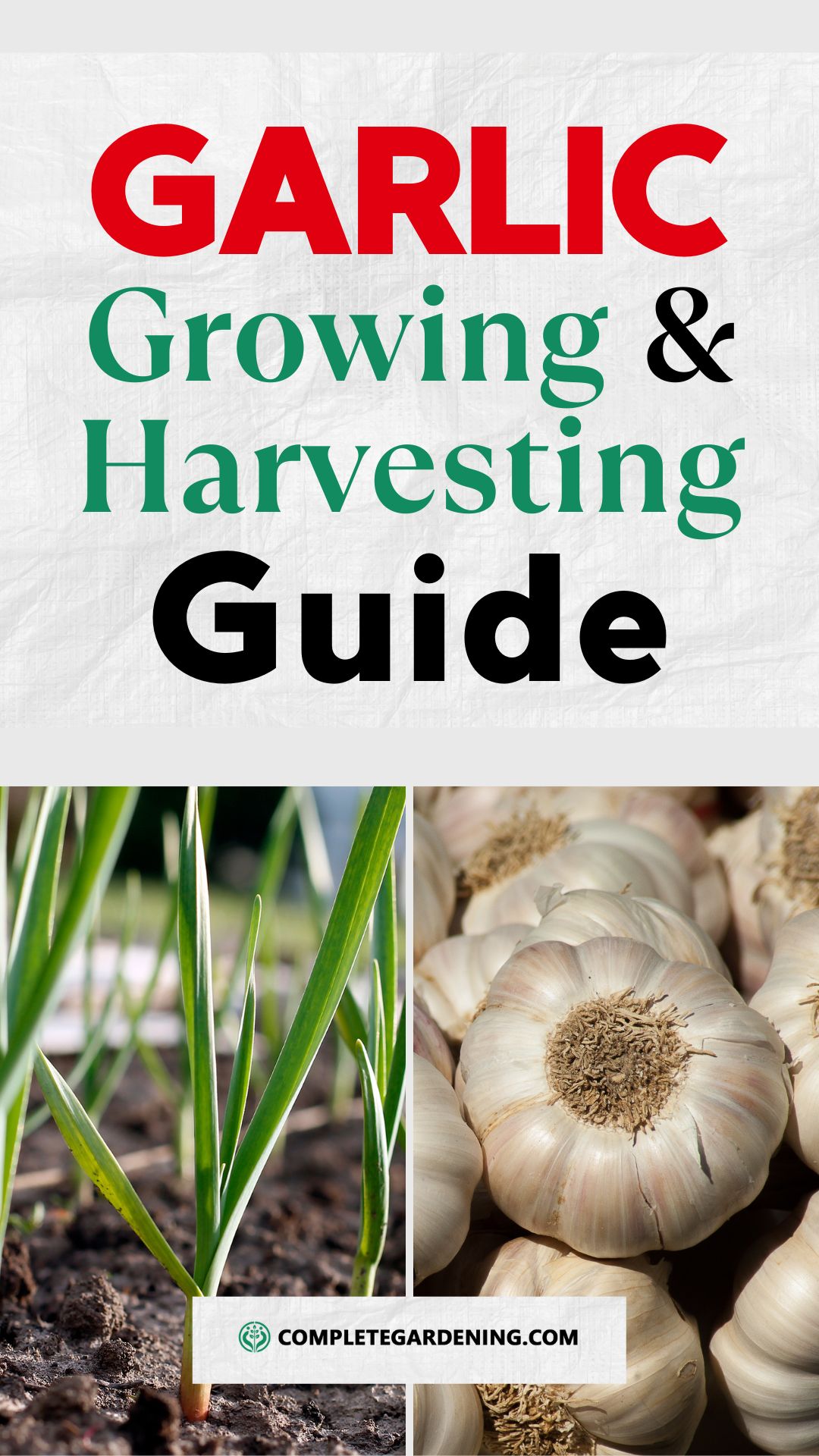 The Essential Guide to Growing and Harvesting Garlic - Complete Gardening