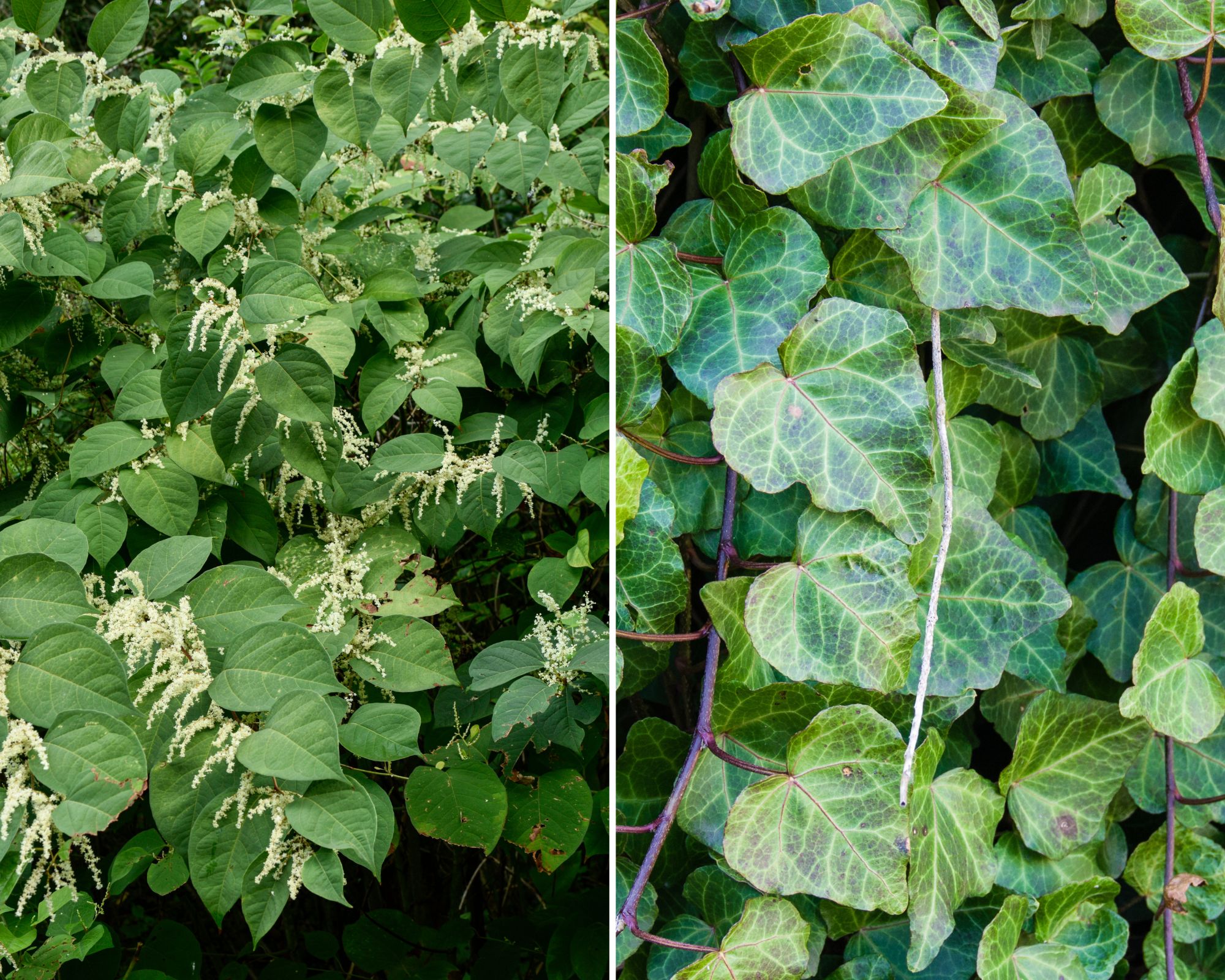 Gardening Nightmares: The Plants You Should Avoid to Keep Your Garden ...