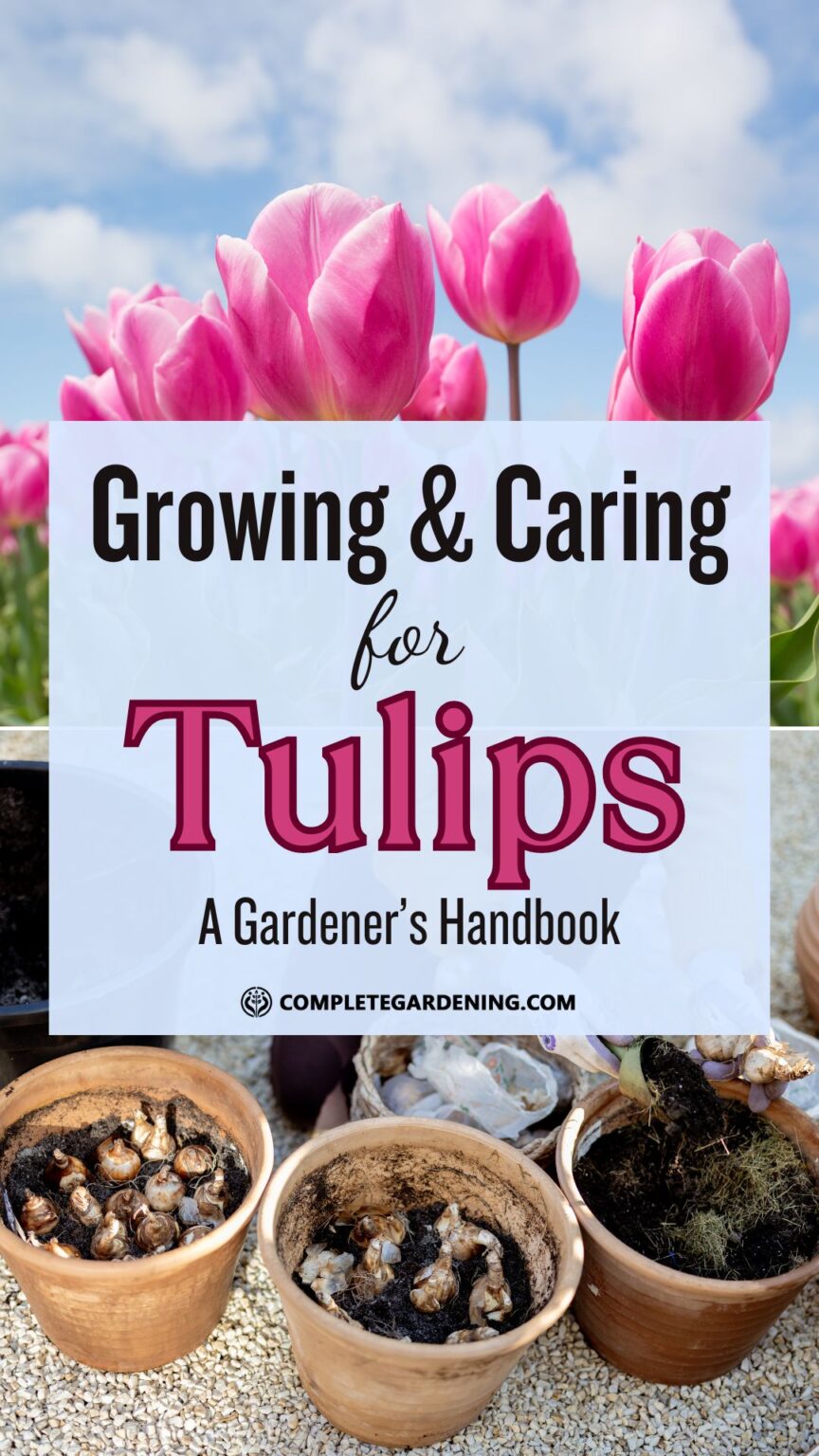 The Ultimate Guide to Growing and Caring for Tulips: A Gardener’s ...
