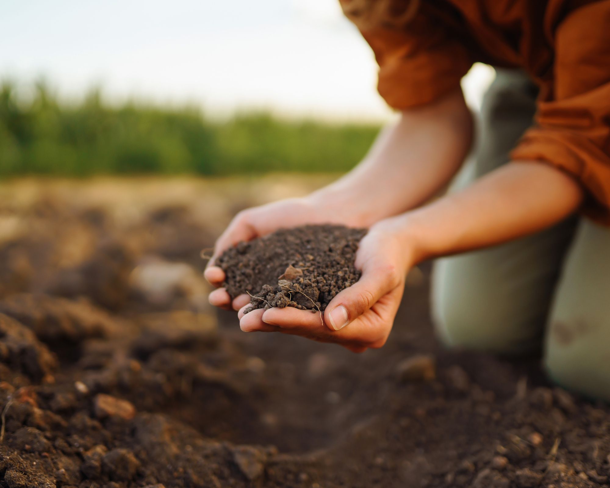 From Kitchen to Garden: 7 Surprising Fertilizers You Already Have ...