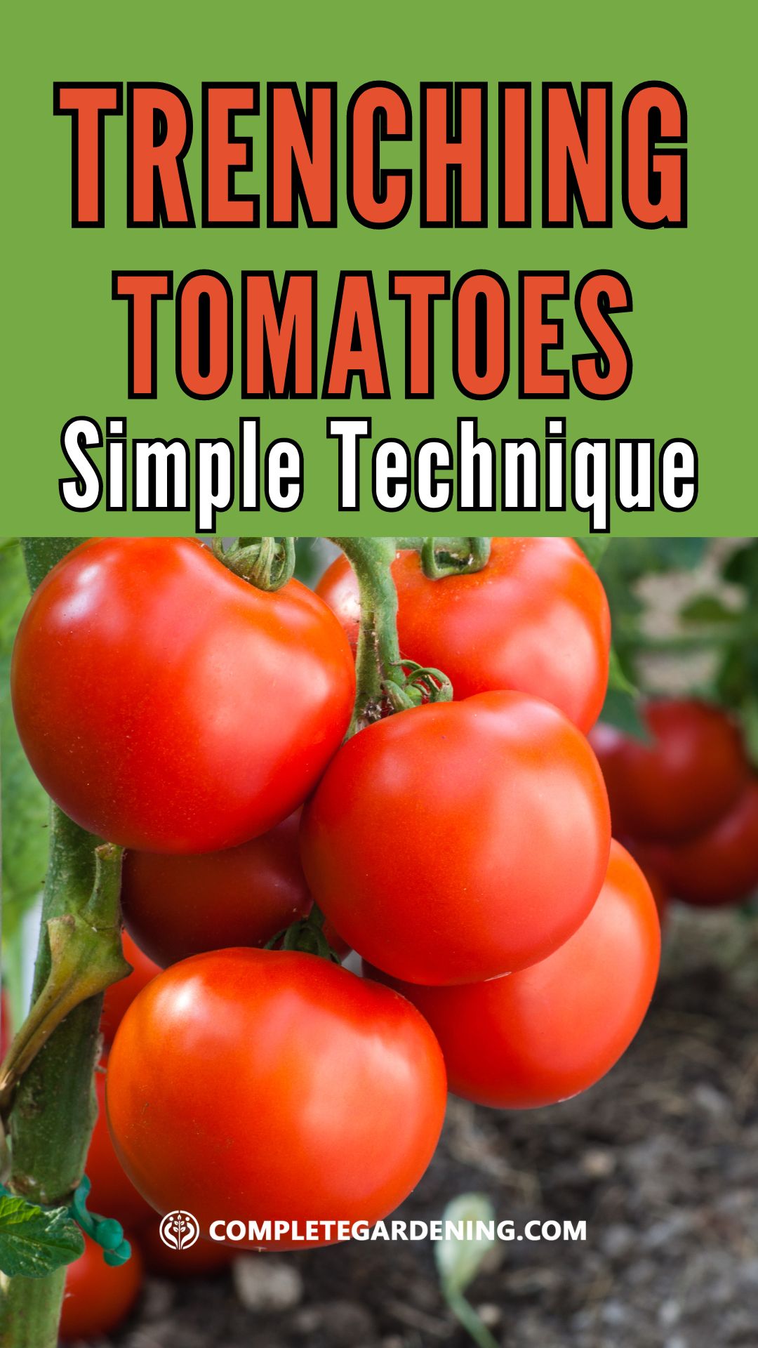 "Trenching" Tomatoes: Simple Technique for Maximum Crops - Complete ...