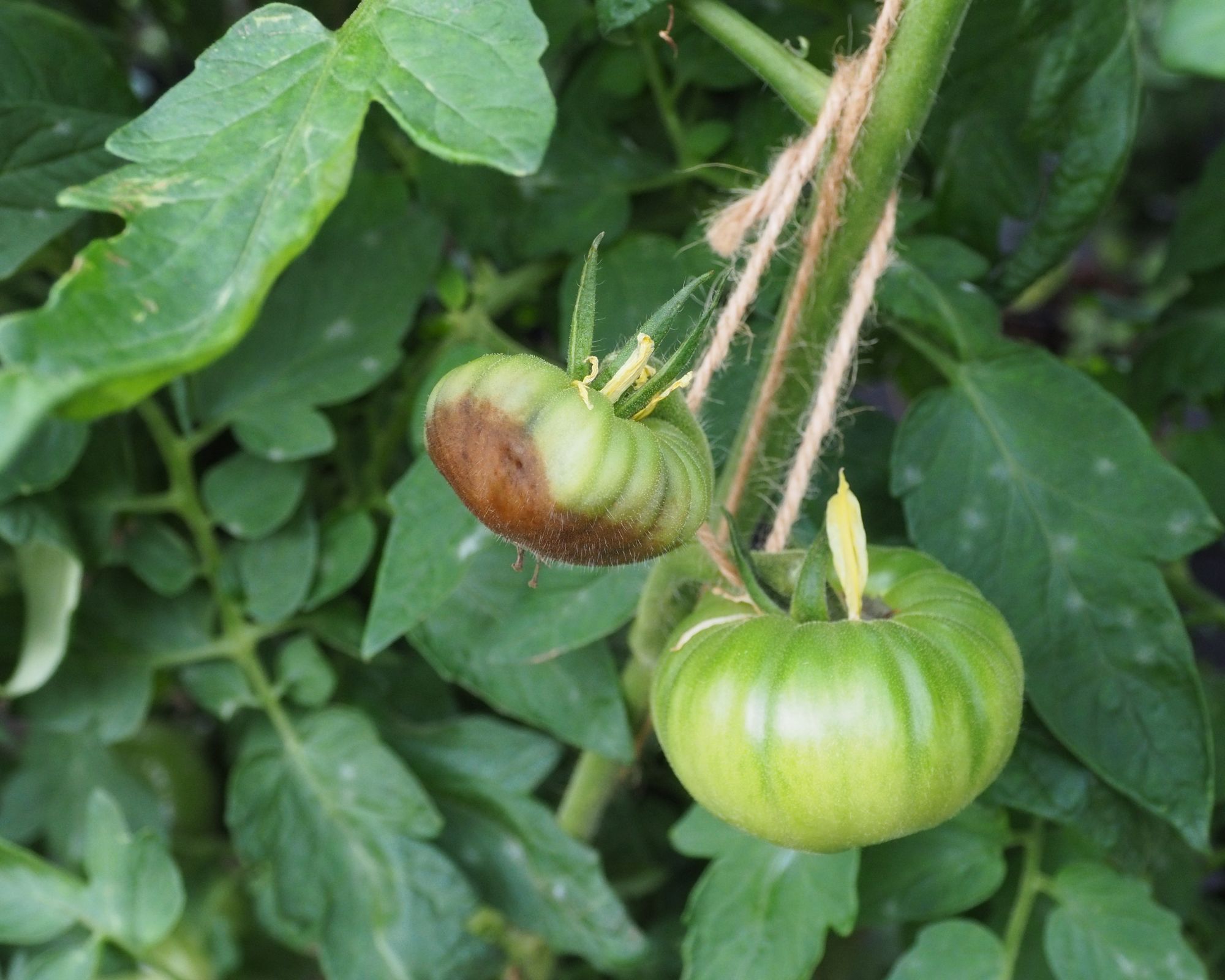 Save Your Tomatoes: 6 Proven Methods Against Blossom End Rot - Complete ...