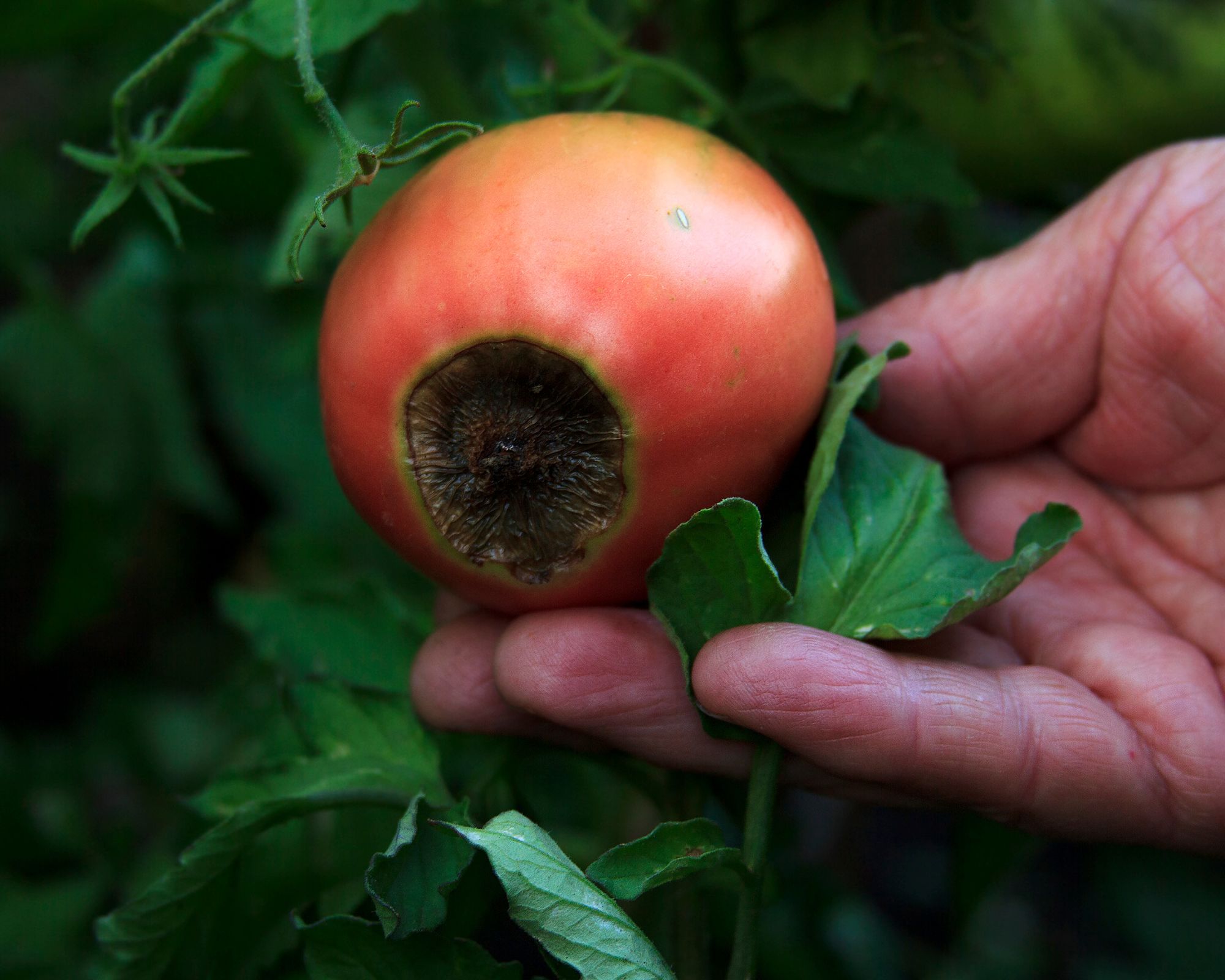 Save Your Tomatoes: 6 Proven Methods Against Blossom End Rot - Complete ...